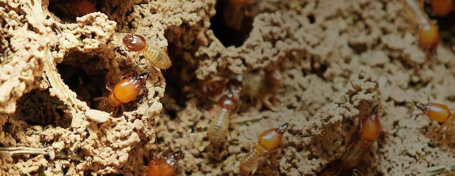 Termite Inspection in South Jersey & Philly - LDG Home Inspection